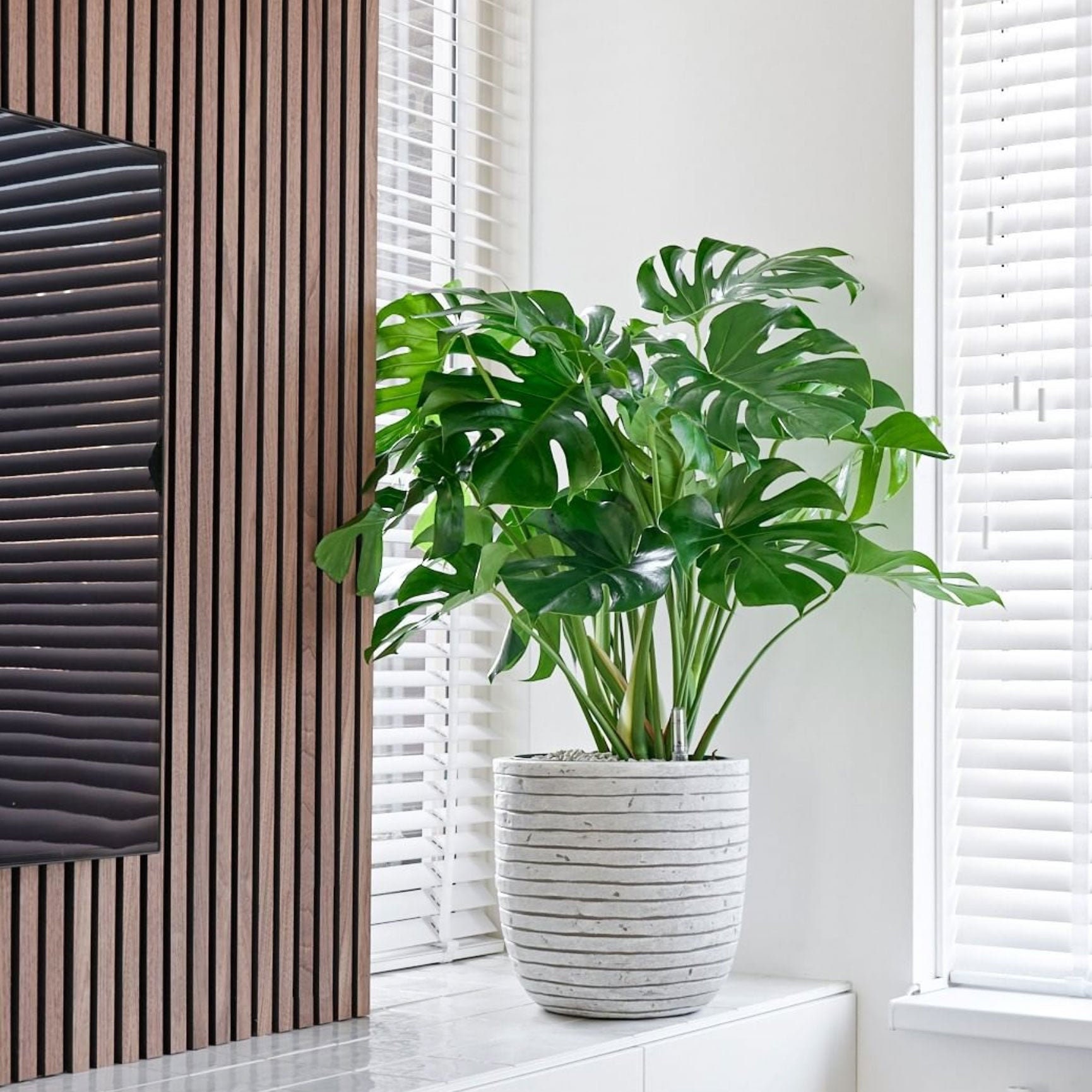 85 100cm Monstera Deliciosa Taurii XL Swiss Cheese Plant 27cm Pot House ...