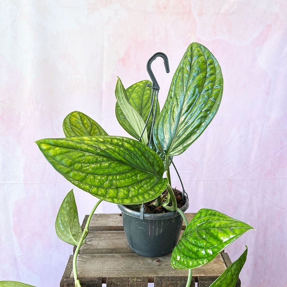 20 30cm Monstera Peru Pothos in Hanging Pot 15cm Pot House - Etsy UK