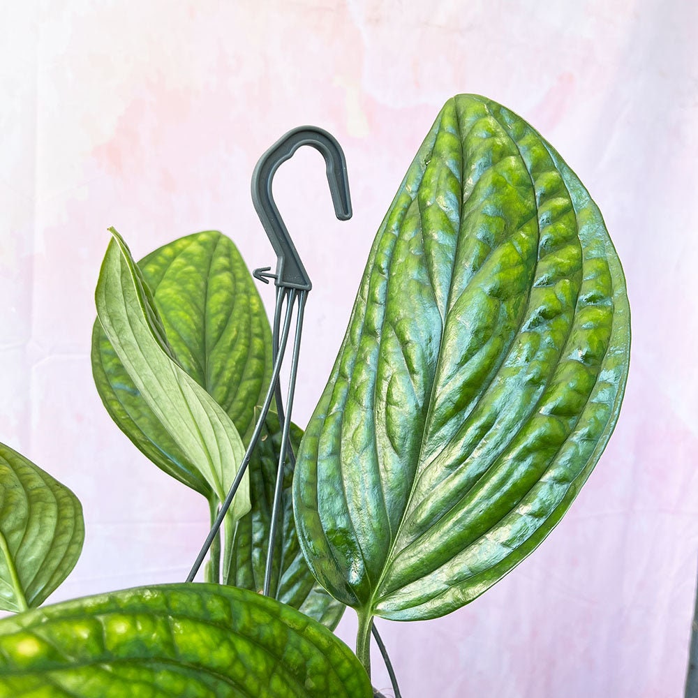 20 30cm Monstera Peru Pothos in Hanging Pot 15cm Pot House - Etsy UK