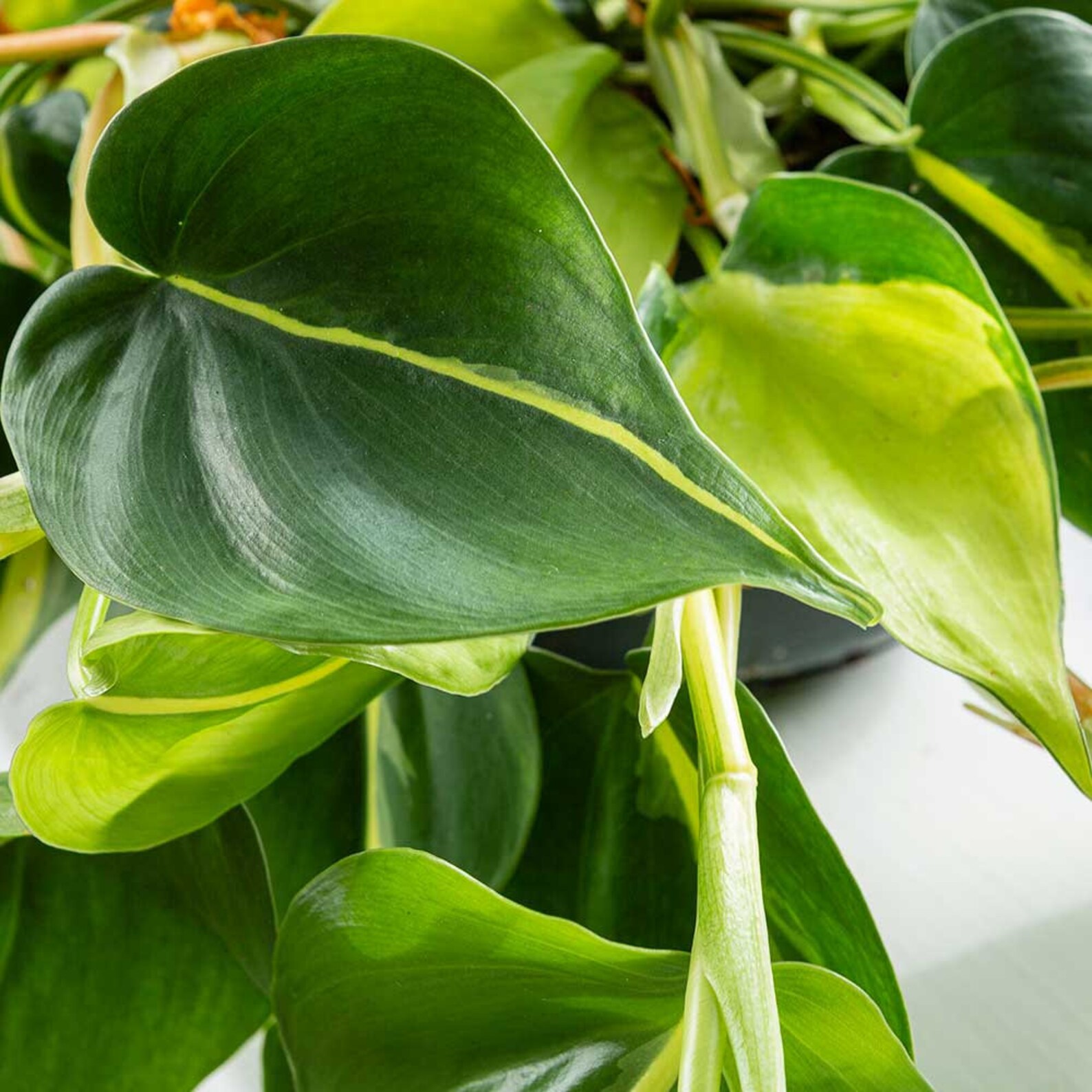 15 25cm Philodendron Brazil Pothos 12cm Pot House Plant - Etsy UK