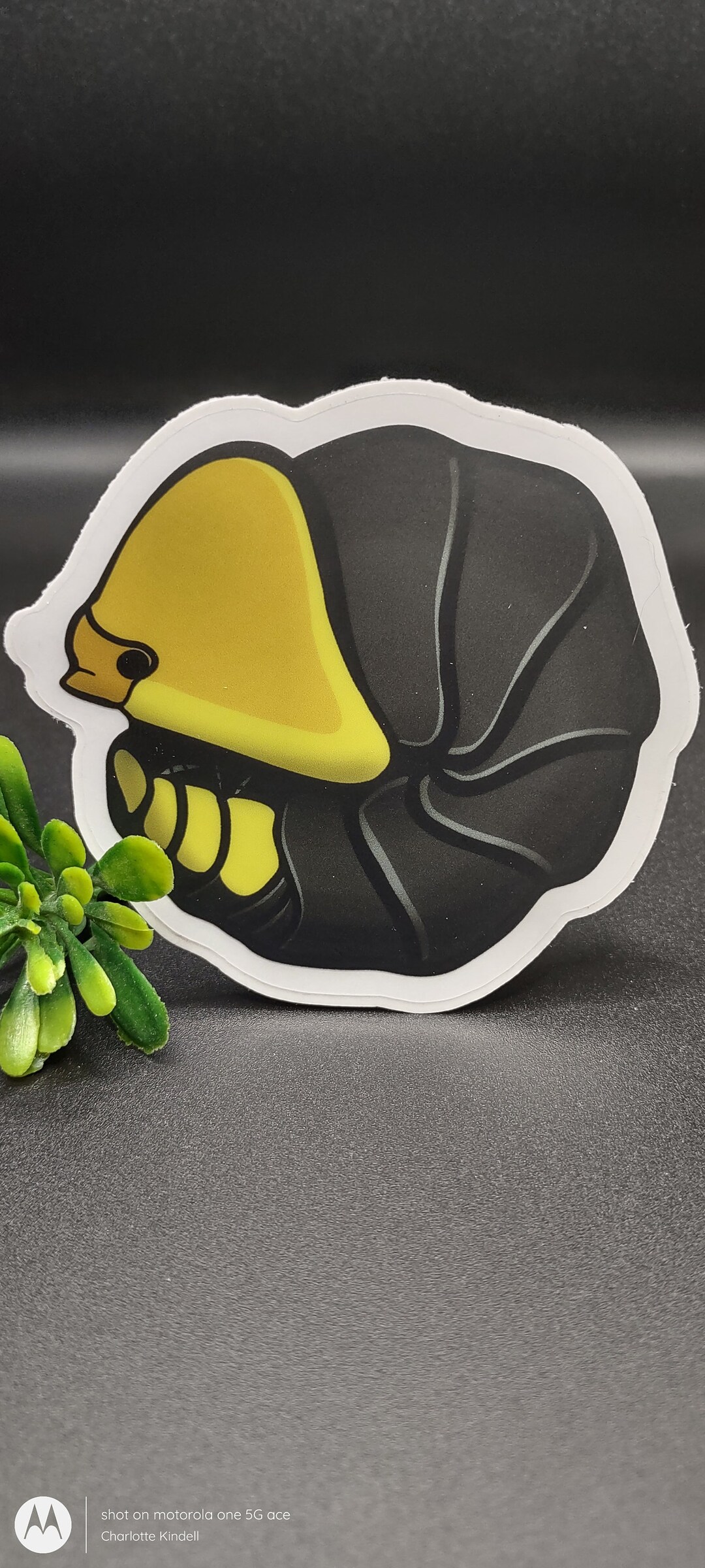 Isopod Clear Stickers Matte Sticker Rolled up Isopod Sticker Isopod ...