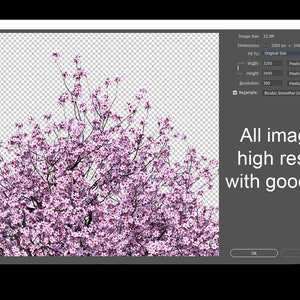 Japanese Sakura Tree Digital Overlays, Transparent PNG Sakura ...