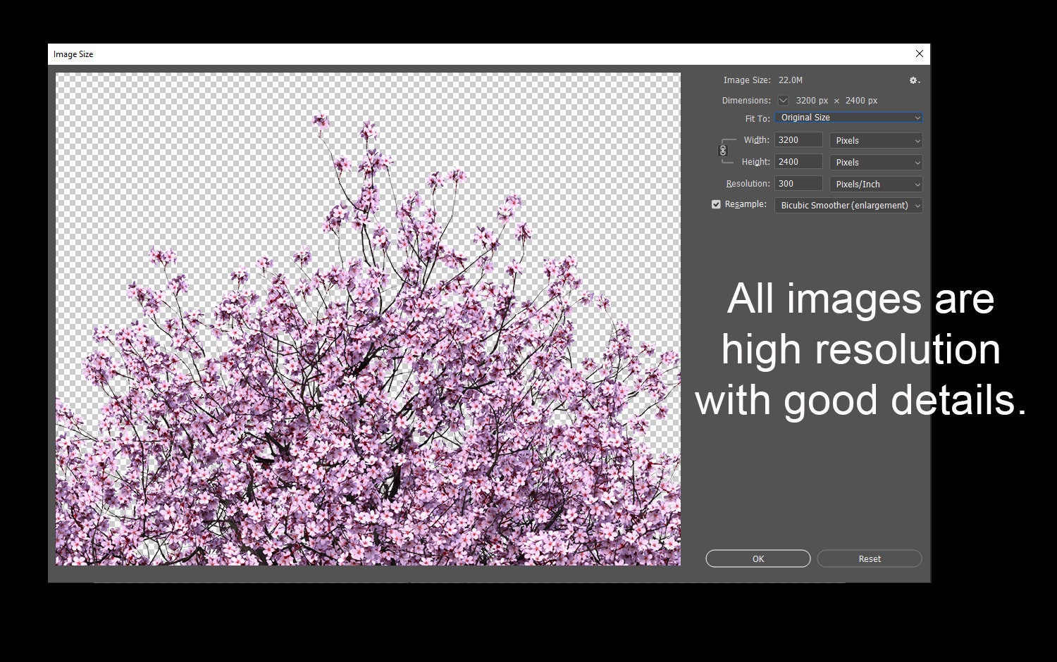 Japanese Sakura Tree Digital Overlays Transparent PNG Sakura | Etsy