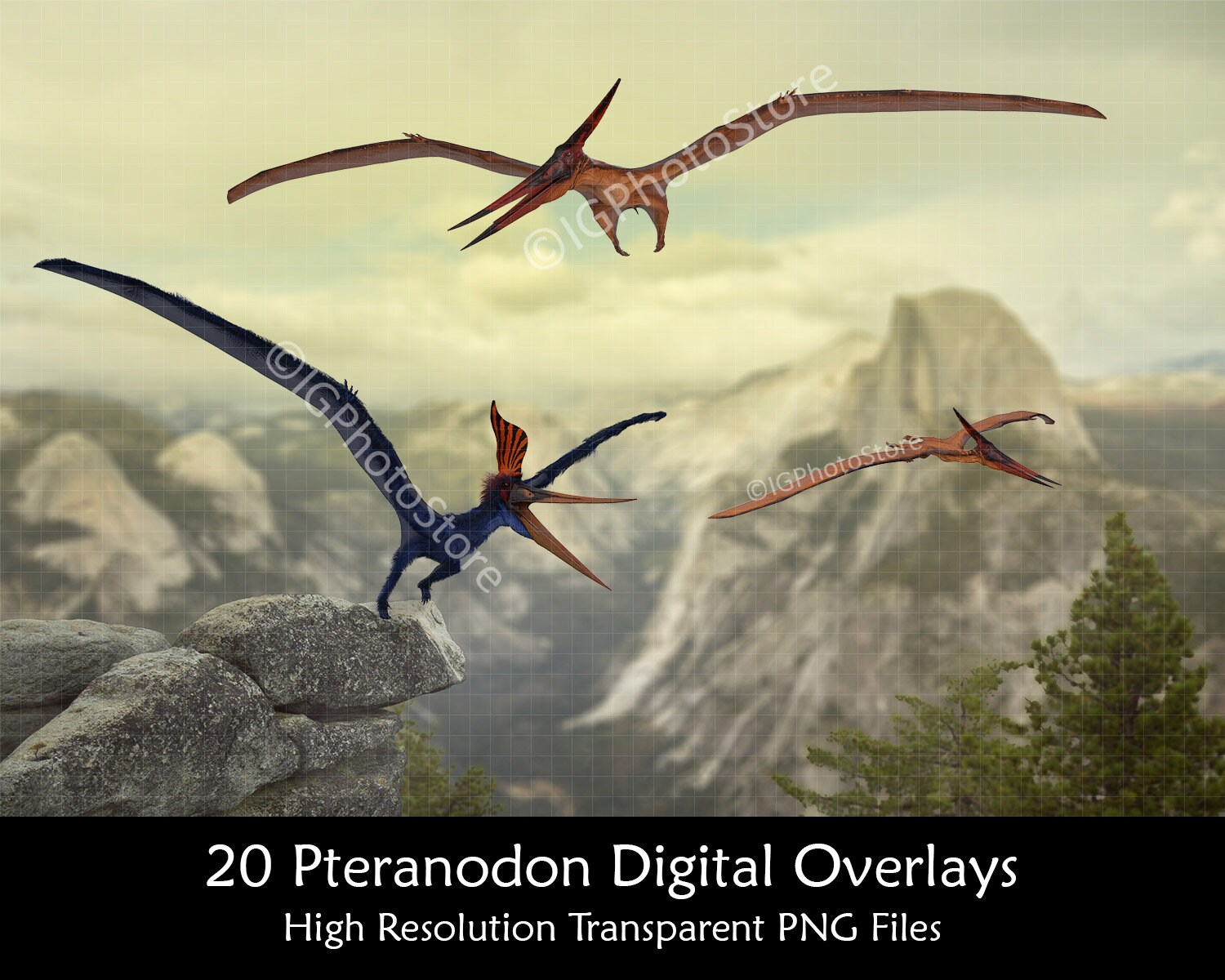Pteranodon Dinosaur Digital Overlays Transparent PNG Flying - Etsy