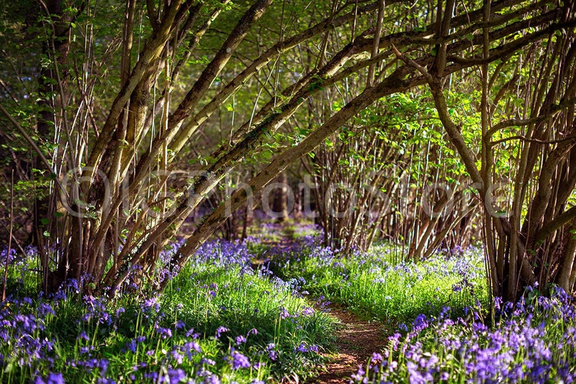 Bluebell Wood Backdrop Woodland Background Spring Digital | Etsy UK