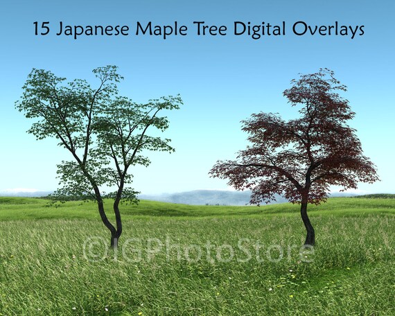15 Japanese Maple Tree Digital Overlays Transparent PNG | Etsy