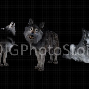 Wolf Digital Overlays, Transparent PNG Wolves, Animal Overlays, Grey ...