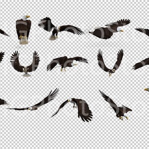 American Bald Eagle Digital Overlays, High Res Transparent PNG Eagle ...