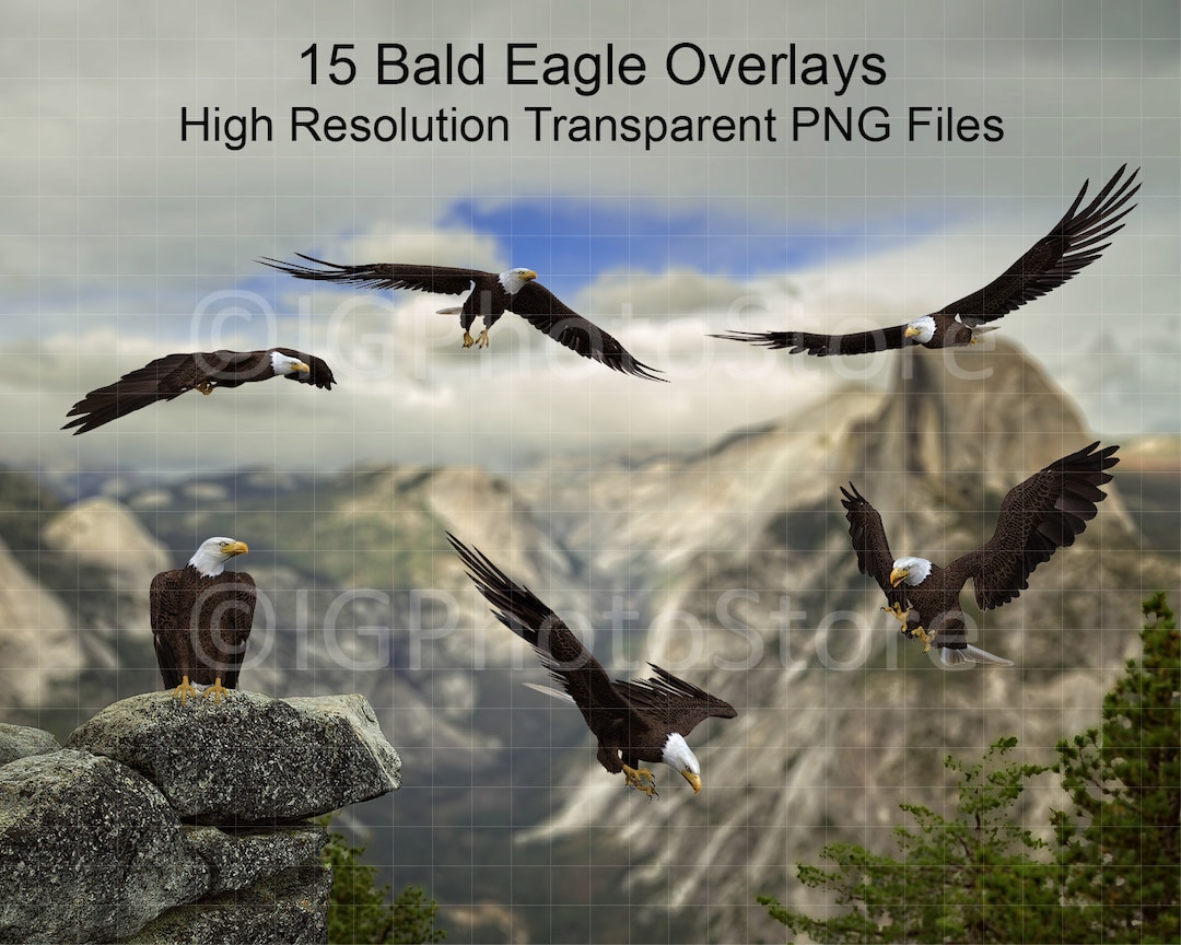 American Bald Eagle Digital Overlays, High Res Transparent PNG Eagle ...