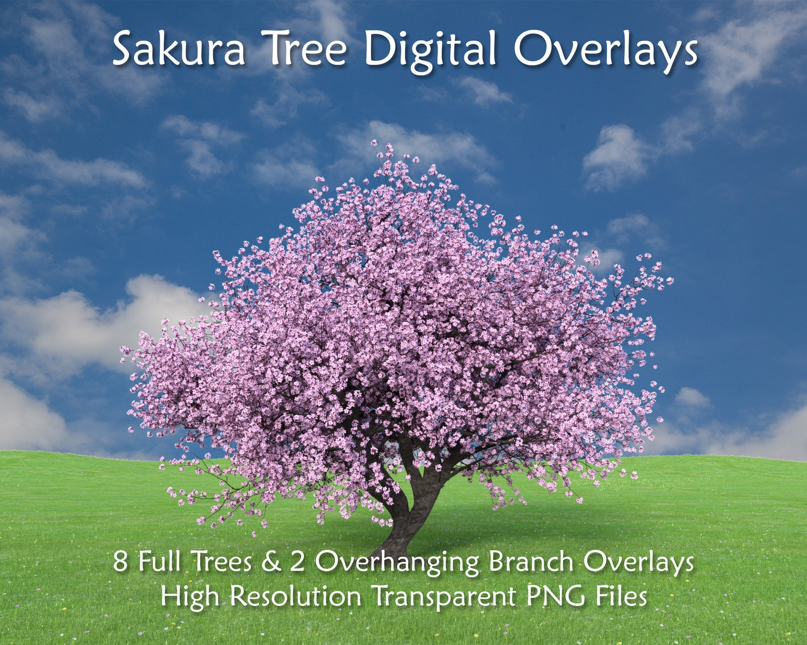 Japanese Sakura Tree Digital Overlays Transparent PNG Sakura - Etsy
