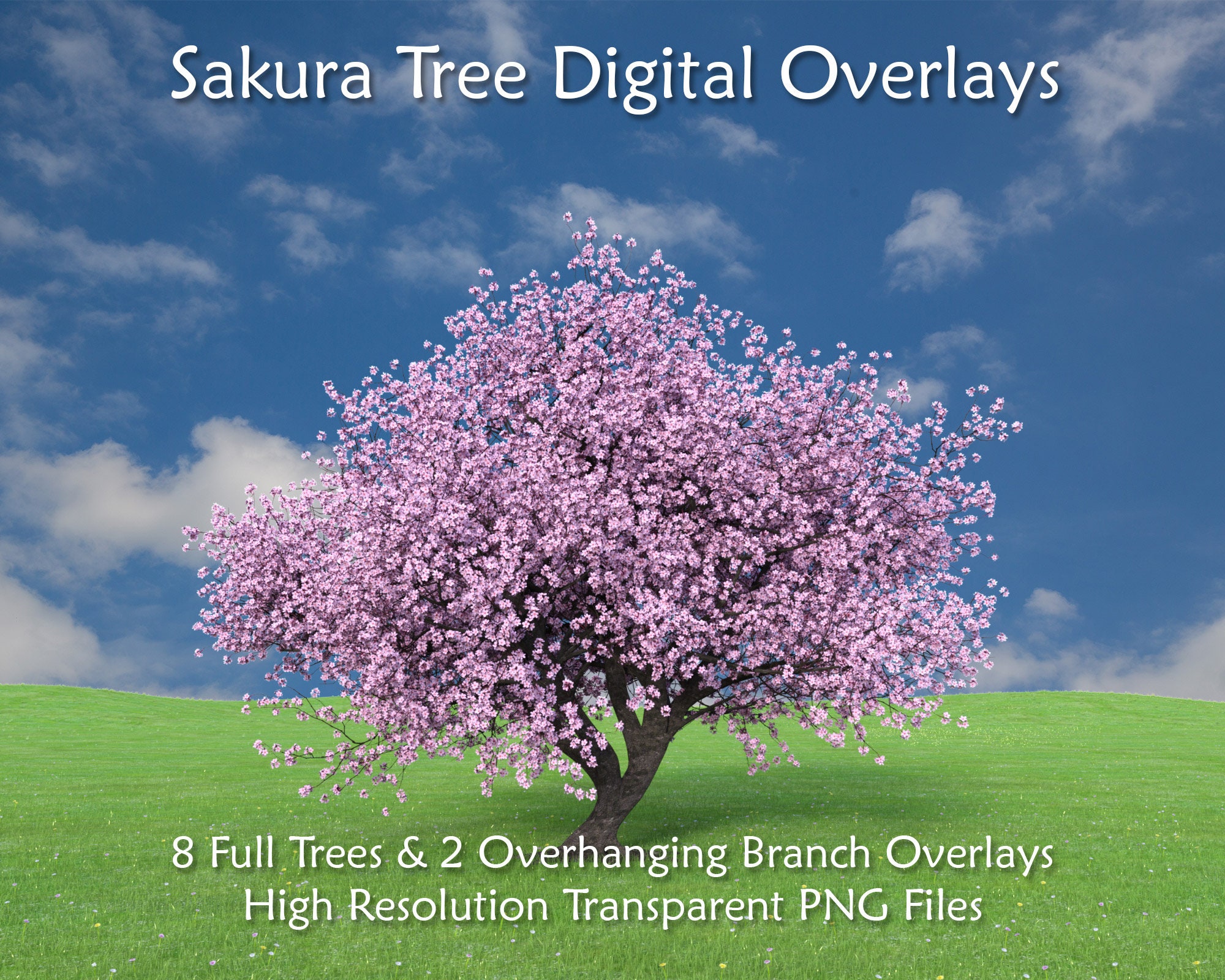 Japanese Sakura Tree Digital Overlays Transparent PNG Sakura | Etsy