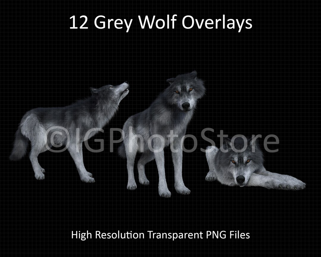 Wolf Digital Overlays, Transparent PNG Wolves, Animal Overlays, Grey ...