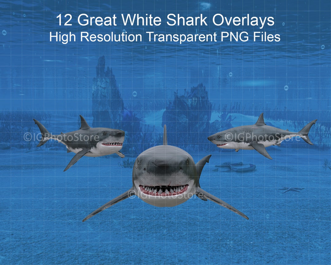 Shark Overlays, Great White Shark Digital Overlay, 12 Separate ...