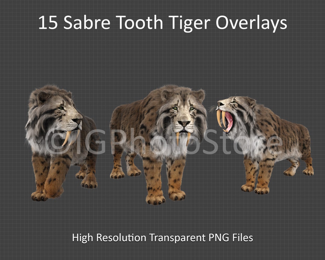 Sabre Tooth Tiger Digital Overlays, Sabre-toothed Tigers, Clipart for ...