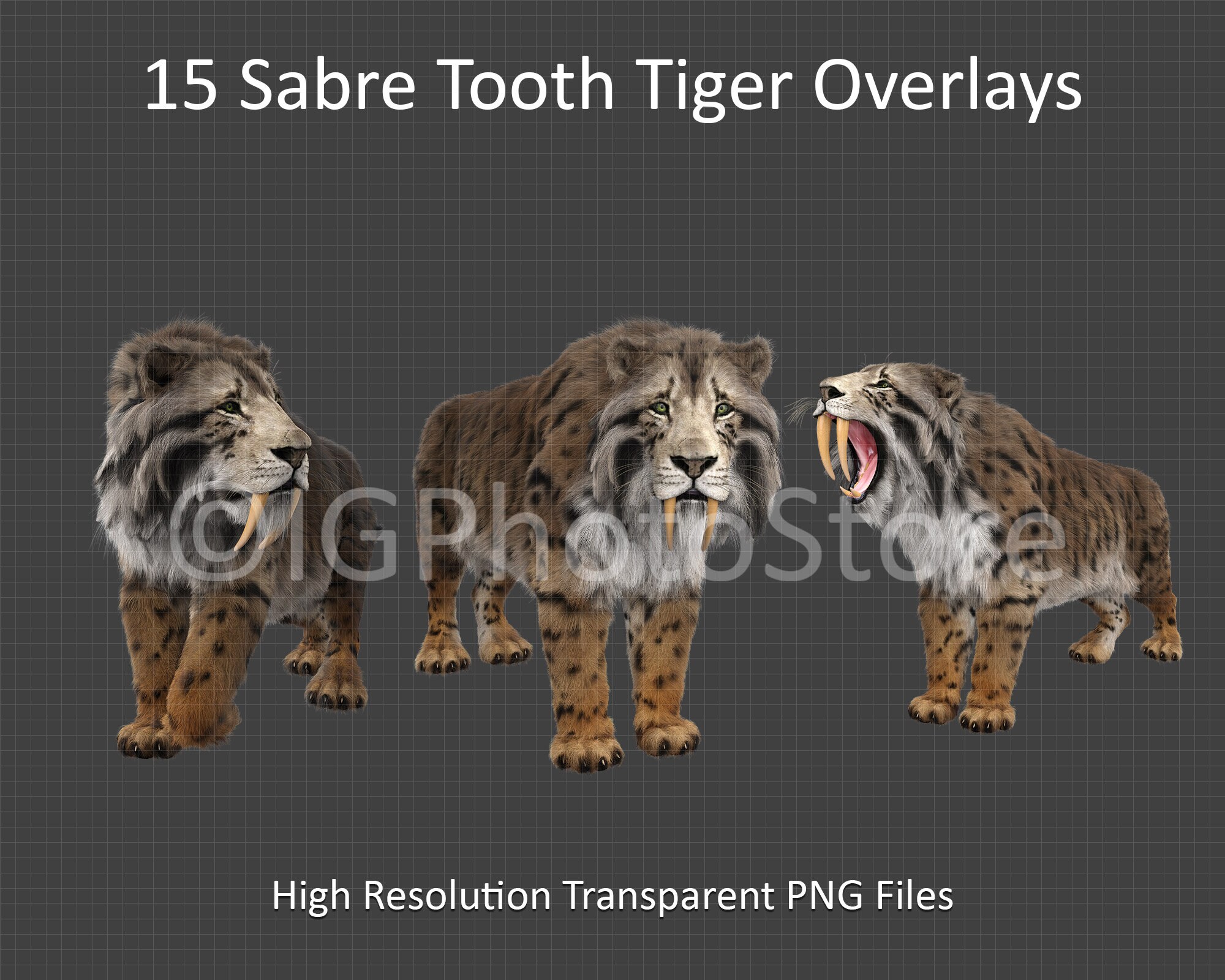Saber Tooth Tiger Vs Siberian Tiger