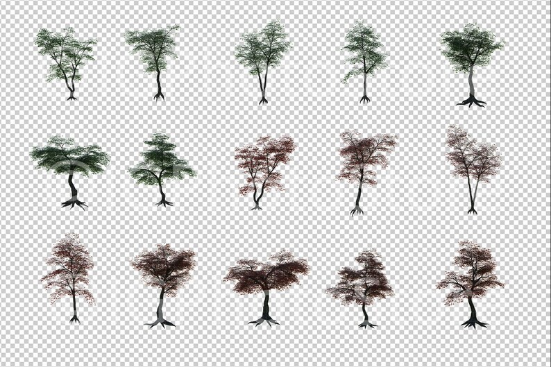 15 Japanese Maple Tree Digital Overlays Transparent PNG - Etsy