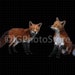 Fox Overlays 6 PNG Digital Foxes Photoshop Overlays Red Fox - Etsy