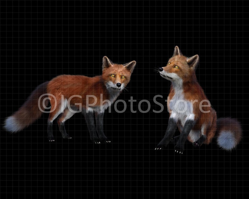 Fox Overlays 6 PNG Digital Foxes Photoshop Overlays Red Fox | Etsy