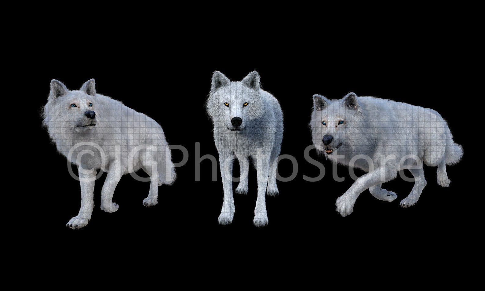 White Wolf Overlays 12 PNG White Wolves Animal Overlays - Etsy