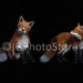 Fox Overlays, 6 PNG Digital Foxes, Photoshop Overlays, Red Fox Clipart ...
