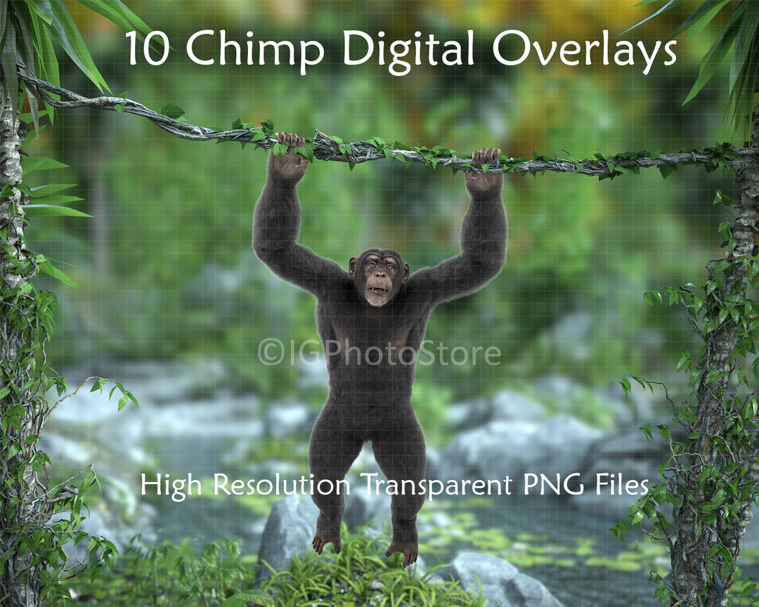 Chimp Digital Overlays, Digital Chimpanzees, Monkey Overlays, High Res ...