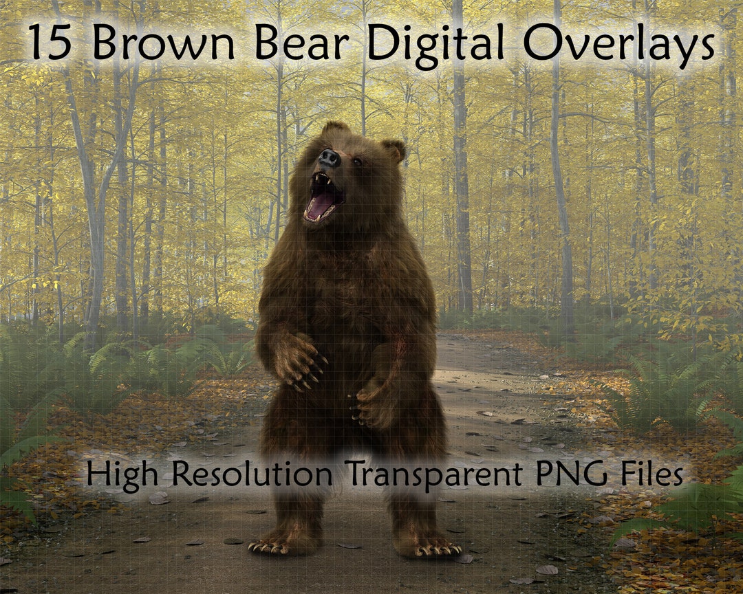 Brown Bear Digital Overlays, Transparent PNG Grizzly Bears, Brown Bear ...
