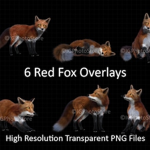 Fox Overlays, 6 PNG Digital Foxes, Photoshop Overlays, Red Fox Clipart ...
