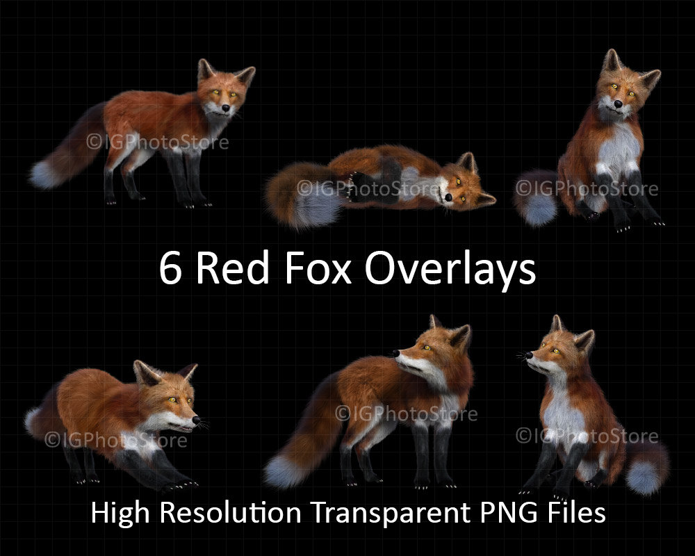 Fox Overlays 6 PNG Digital Foxes Photoshop Overlays Red Fox - Etsy