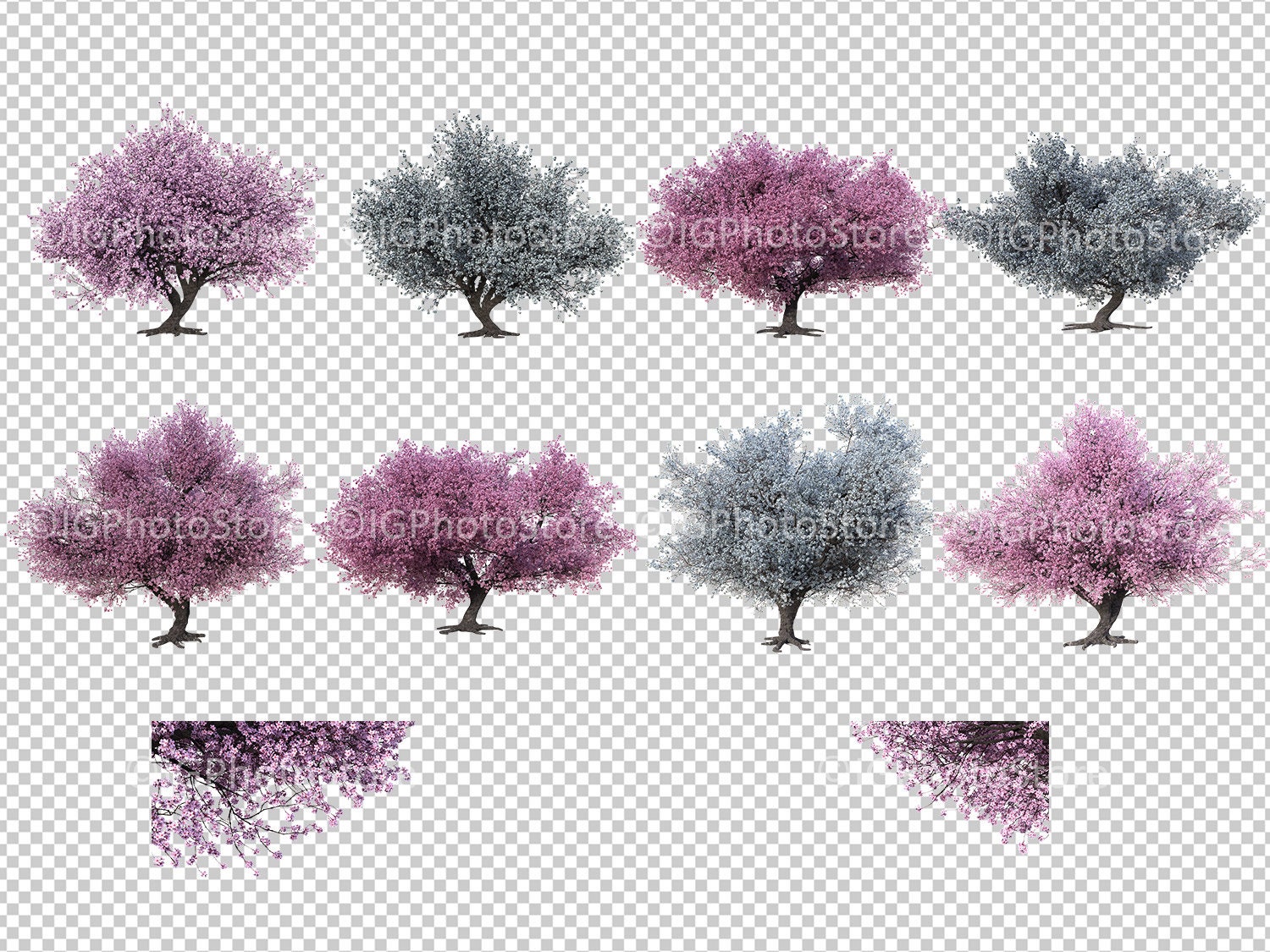 Japanese Sakura Tree Digital Overlays Transparent PNG Sakura | Etsy