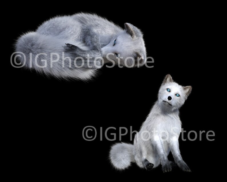 Fox Overlays Arctic Fox PNG Animal Overlays Fox Clipart - Etsy