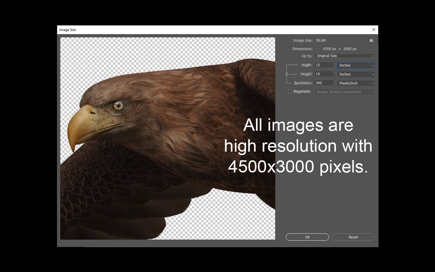 Golden Eagle Digital Overlays 18 High Resolution Transparent - Etsy UK
