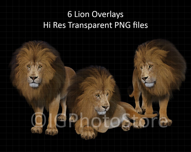 Lion Digital Overlays, PNG Lions, Lion Clip Art, Wild Animal Overlay ...