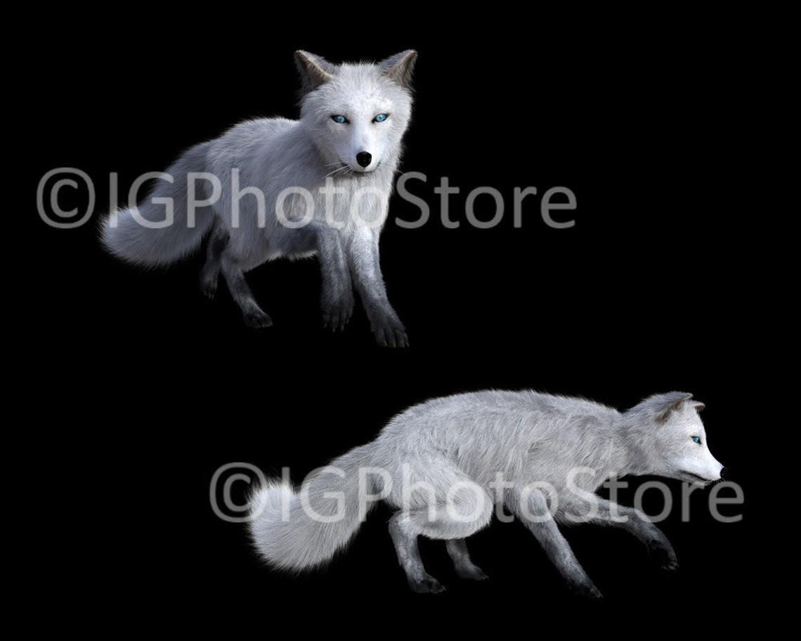Fox Overlays Arctic Fox PNG Animal Overlays Fox Clipart - Etsy