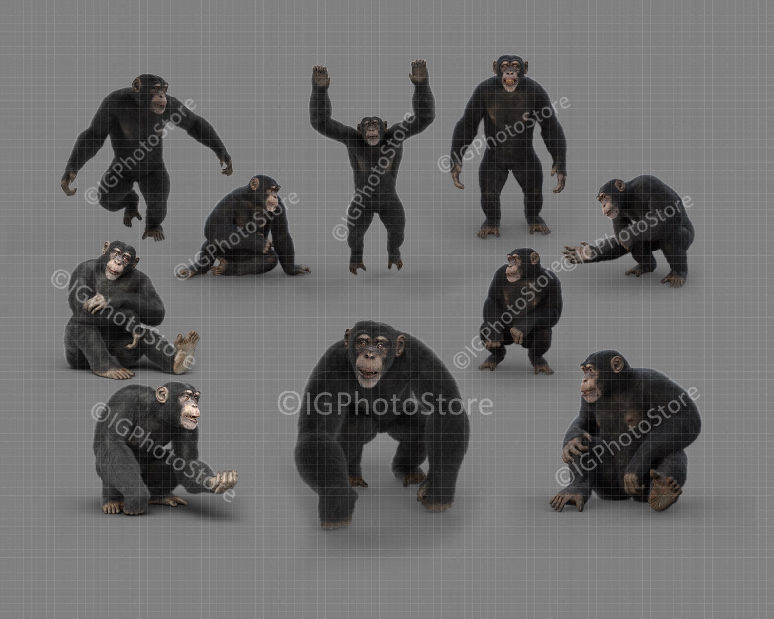 Chimp Digital Overlays, Digital Chimpanzees, Monkey Overlays, High Res ...