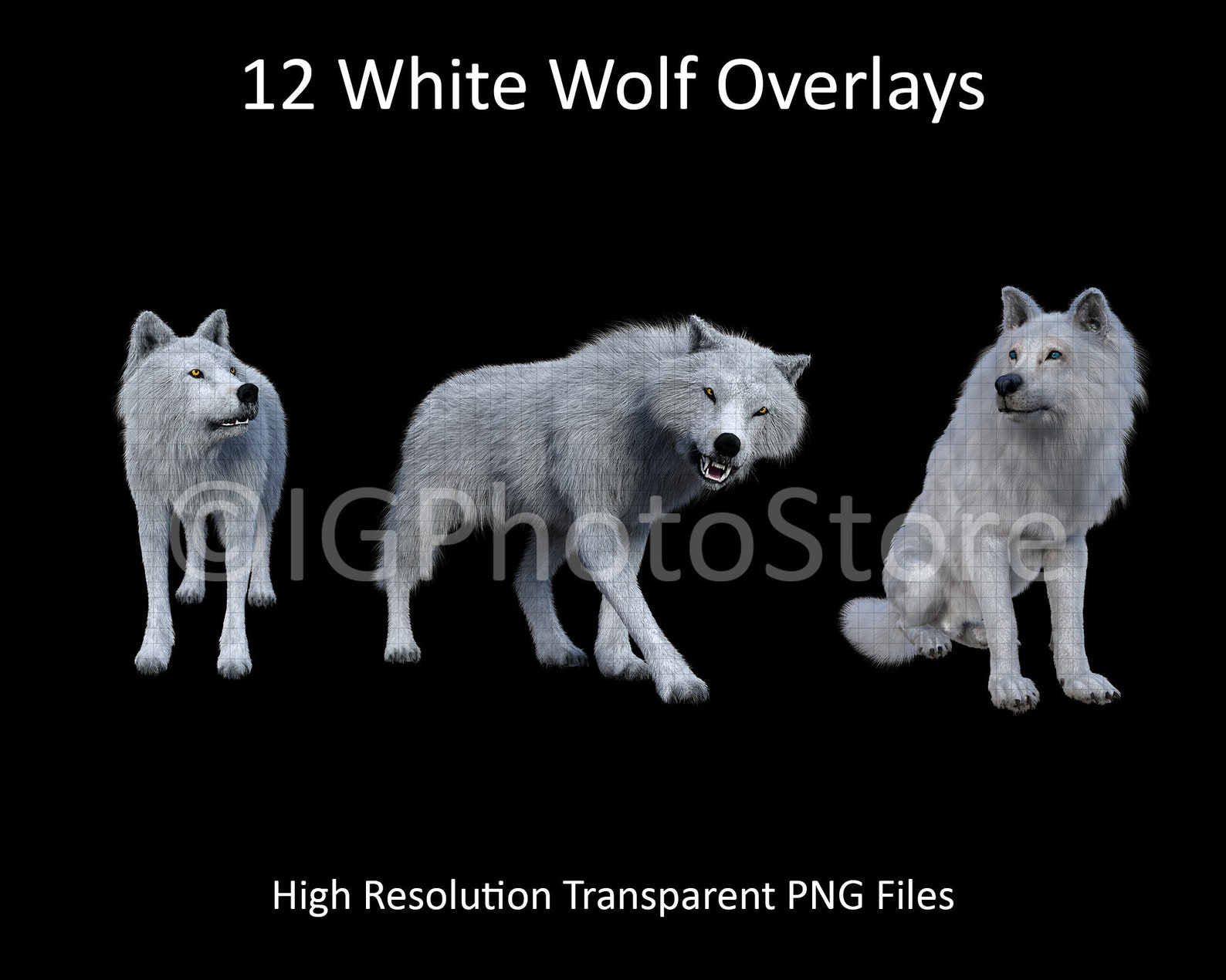 White Wolf Overlays 12 PNG White Wolves Animal Overlays - Etsy