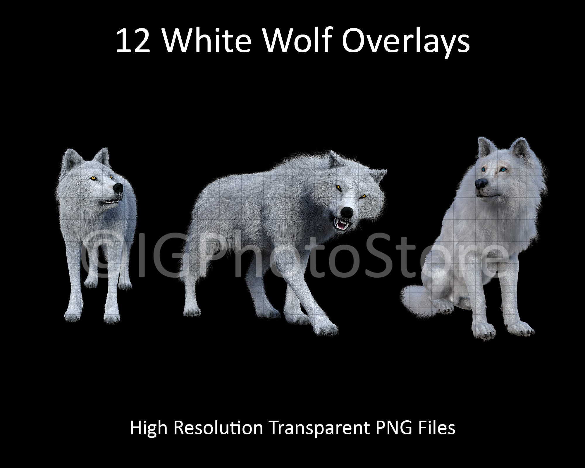 White Wolf Overlays 12 PNG White Wolves Animal Overlays | Etsy