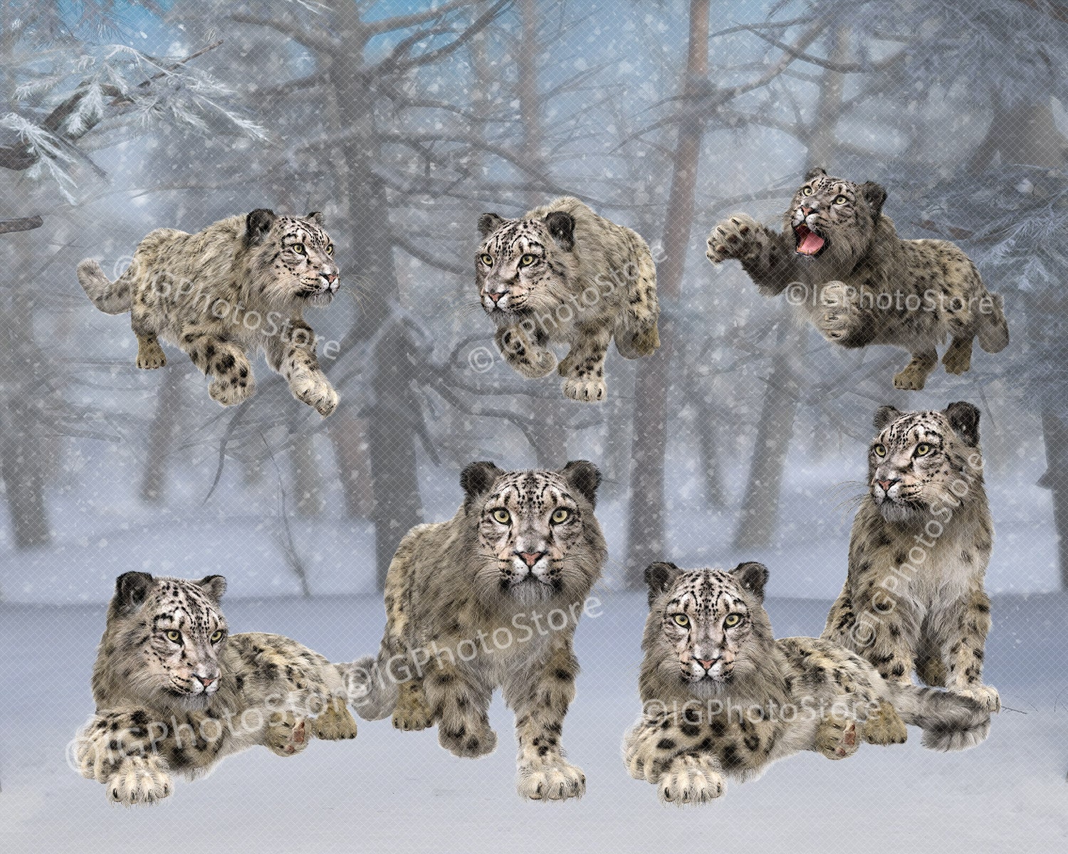 Snow Leopard Digital Overlays, 15 Transparent PNG Snow Leopards, Big ...