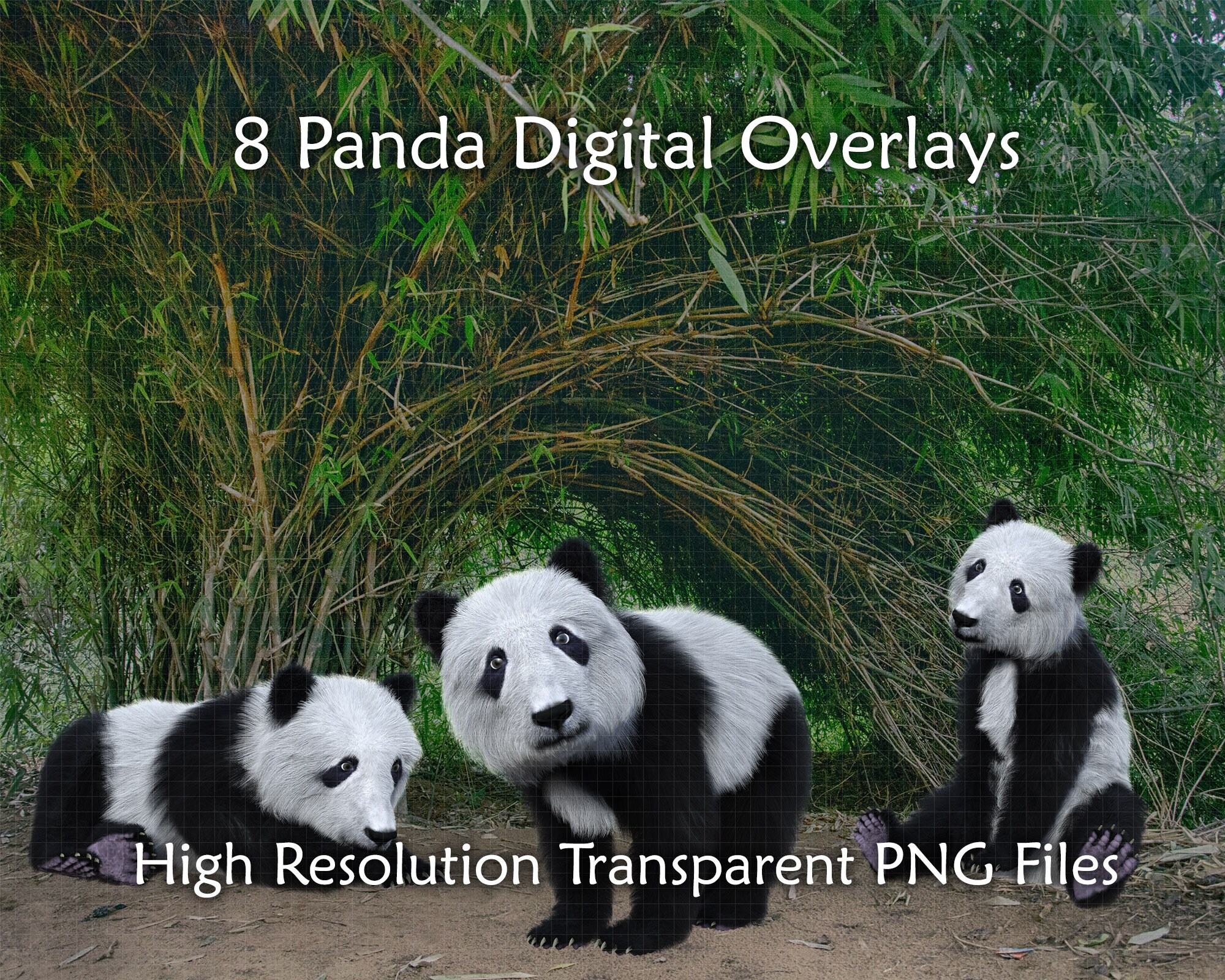 Digital Panda Overlays 8 PNG Pandas Animal Overlays Panda | Etsy UK