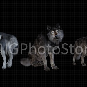Wolf Digital Overlays, Transparent PNG Wolves, Animal Overlays, Grey ...