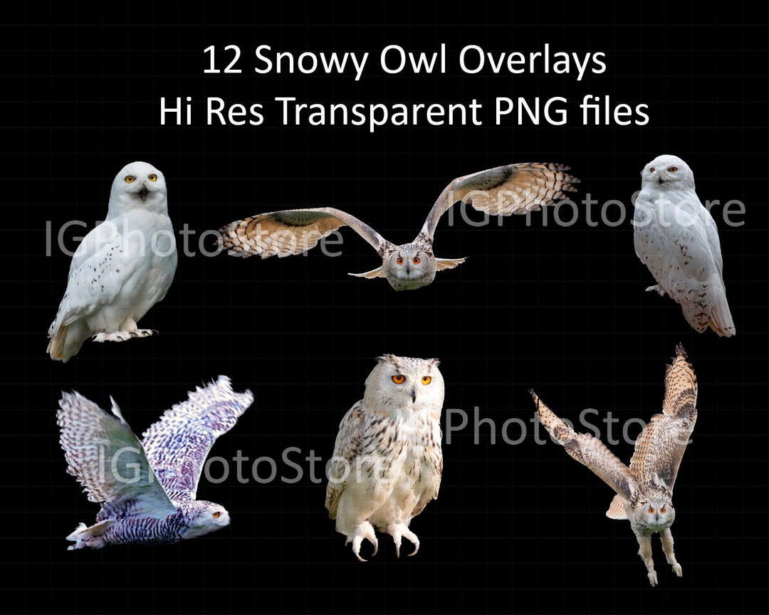 Snowy Owl Overlays, Transparent PNG Owls, Digital Photography Overlays ...