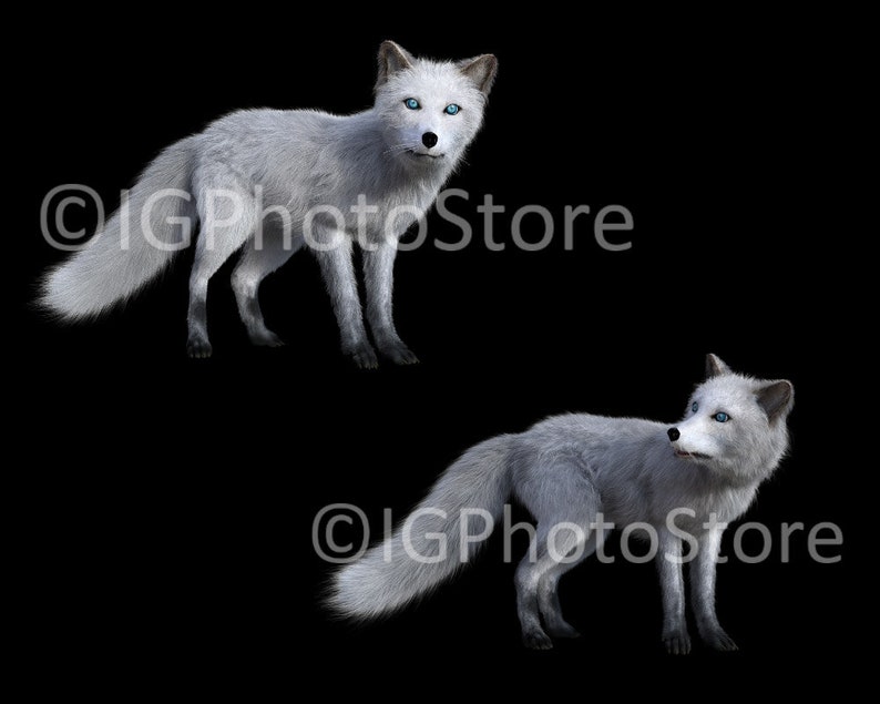 Fox Overlays Arctic Fox PNG Animal Overlays Fox Clipart - Etsy