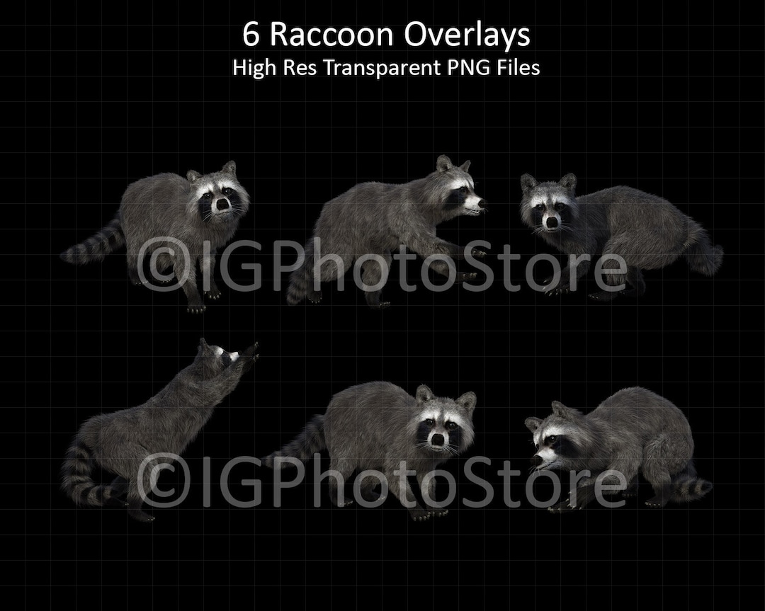 Raccoon Digital Overlays, Transparent PNG Raccoons, Digital Racoon ...