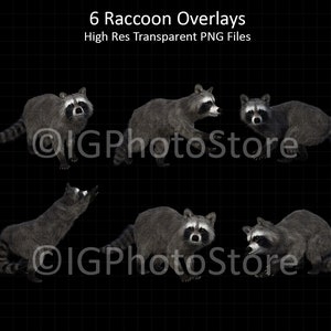 Raccoon Digital Overlays, Transparent PNG Raccoons, Digital Racoon ...