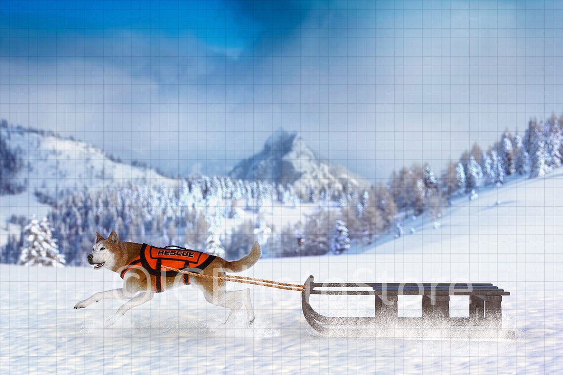 Husky Pulling Sled Digital Backdrop, Sleigh Ride Background for Kids ...