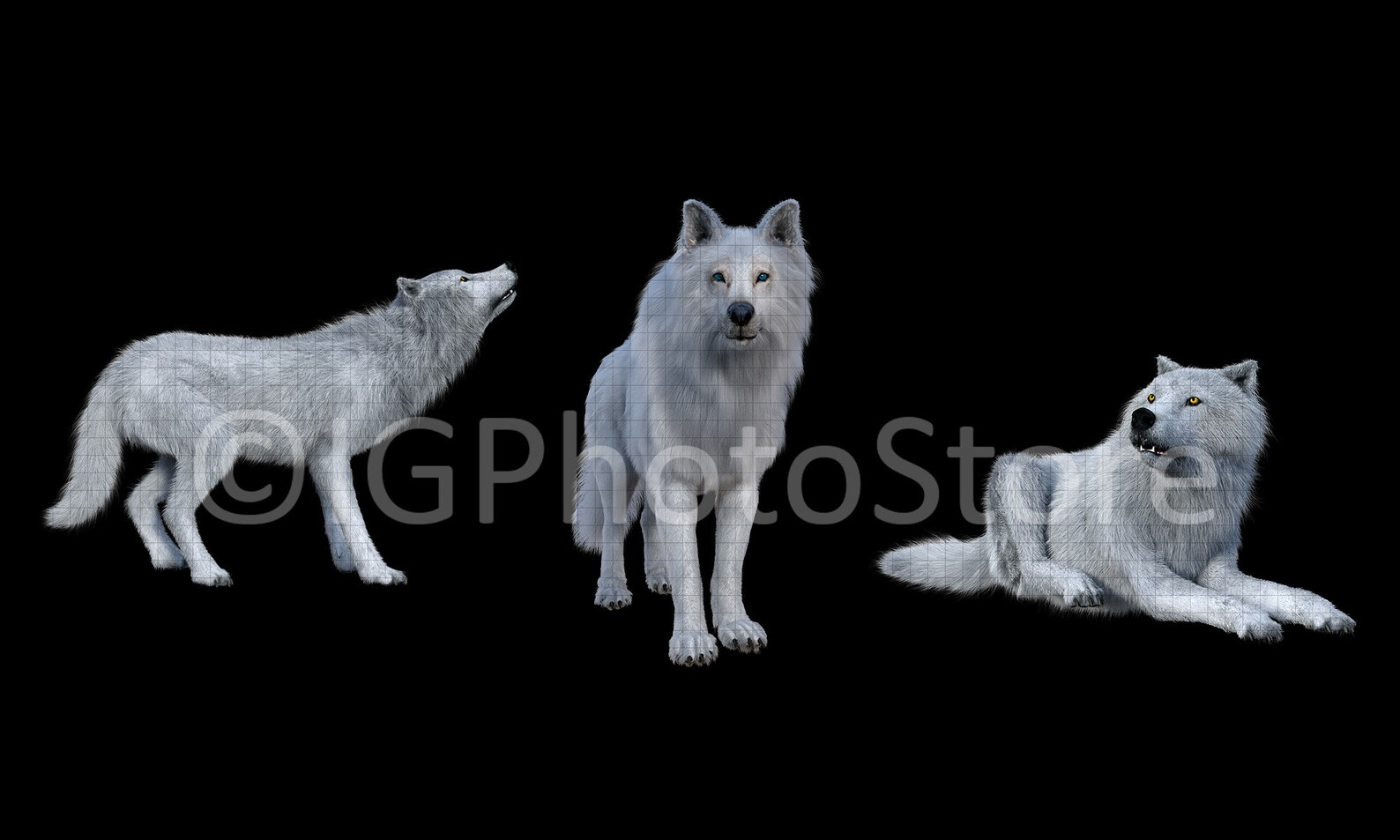 White Wolf Overlays 12 PNG White Wolves Animal Overlays - Etsy