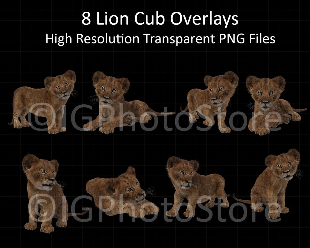 Lion Cub Digital Overlays, PNG Lion Cubs, Baby Animal Overlay, Lion ...