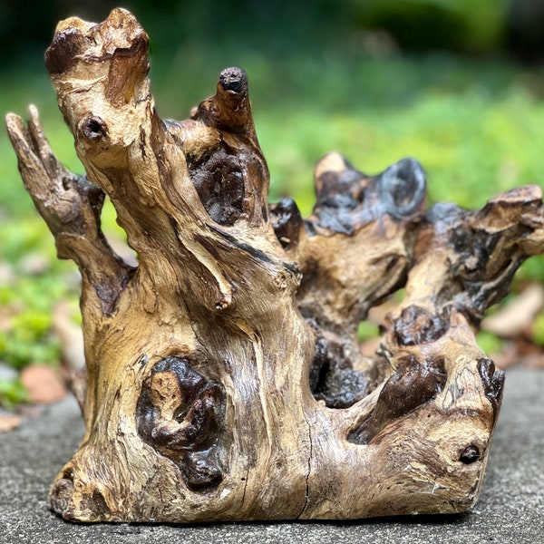 Gnarled Wood - Etsy