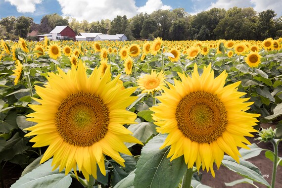 Kansas Sunflowers High Quality Photograph | Etsy