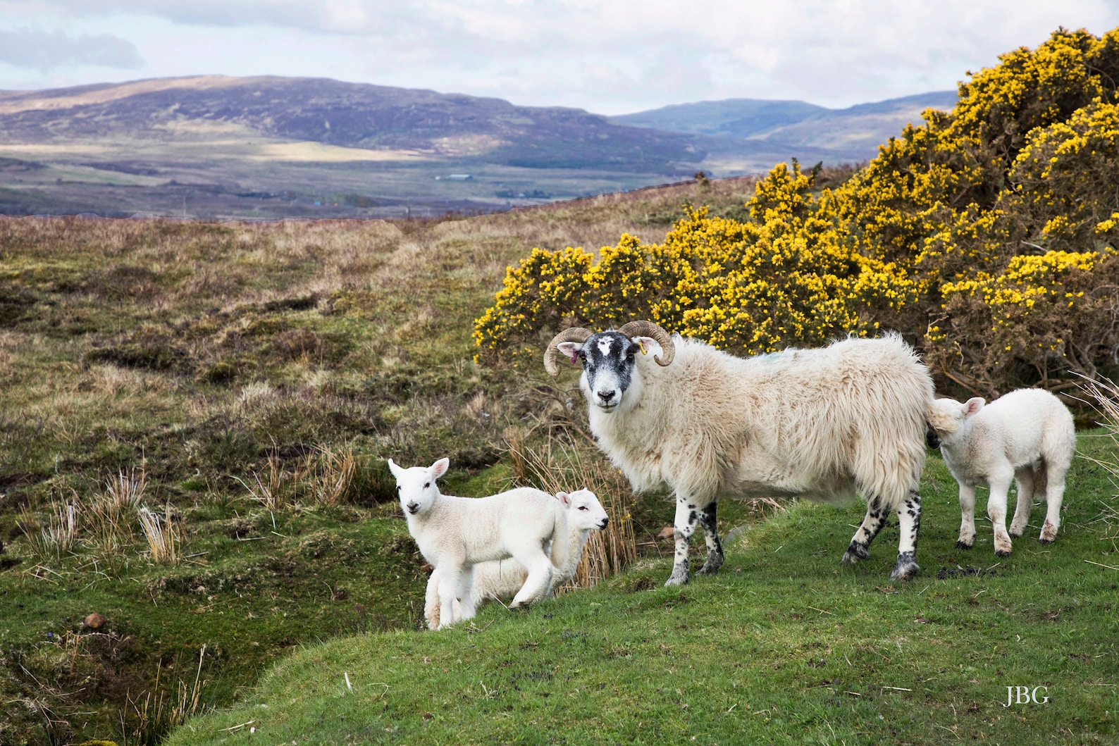 Scottish Highland Sheep, Scotland, High Quality Photo Print Stunning - Etsy