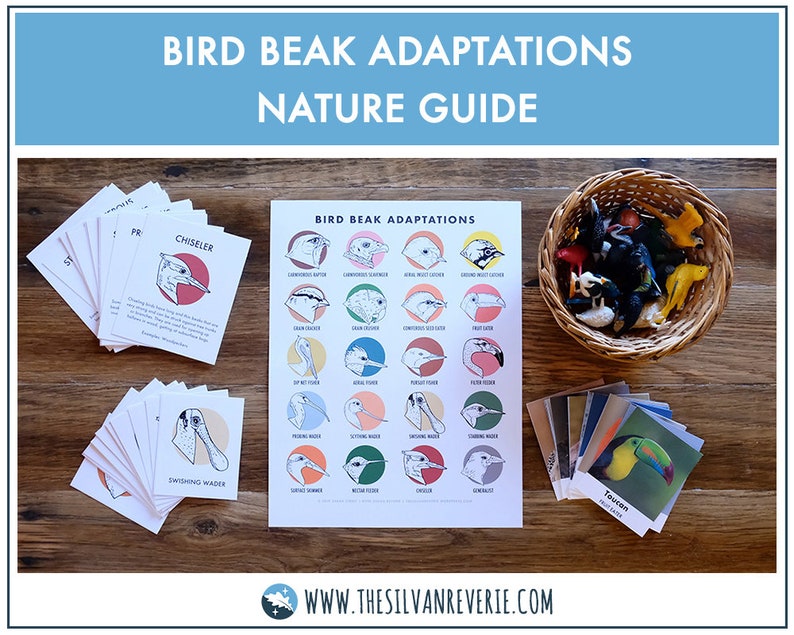 Bird Beak Adaptations Poster Info Cards and ID Cards | Etsy
